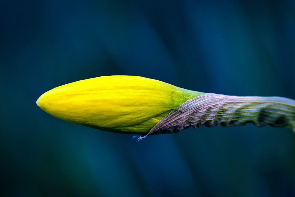Emerging Flower Spring Blossom - Free photo on Pixabay - Pixabay
