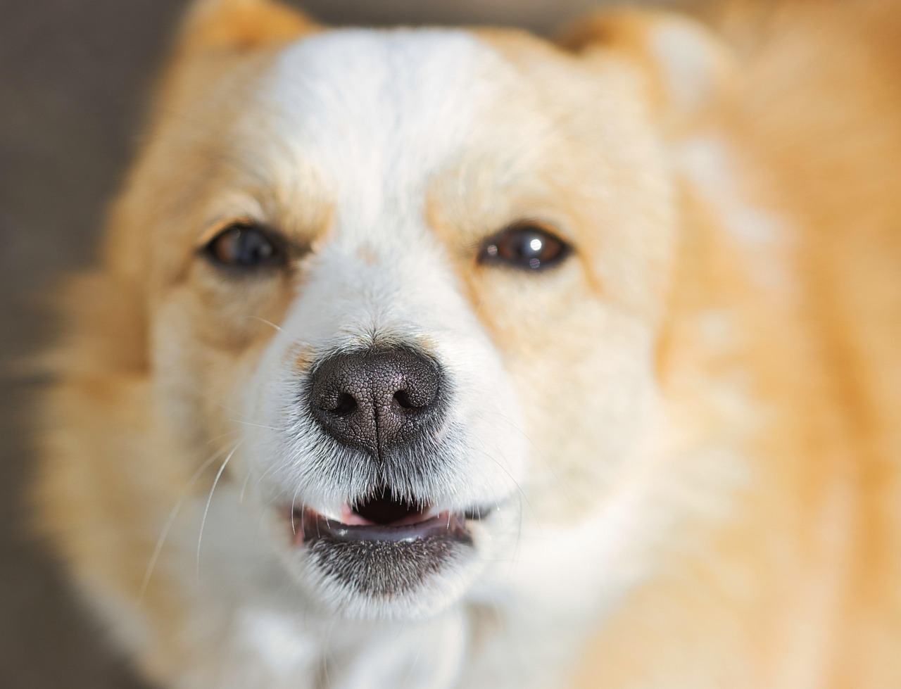 Dog Animal Mammal - Free photo on Pixabay
