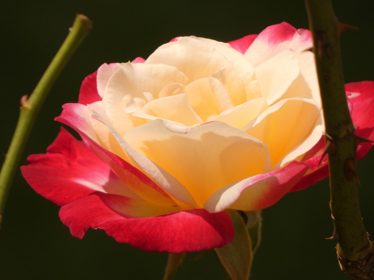Rose Fleur Bloom - Photo gratuite sur Pixabay