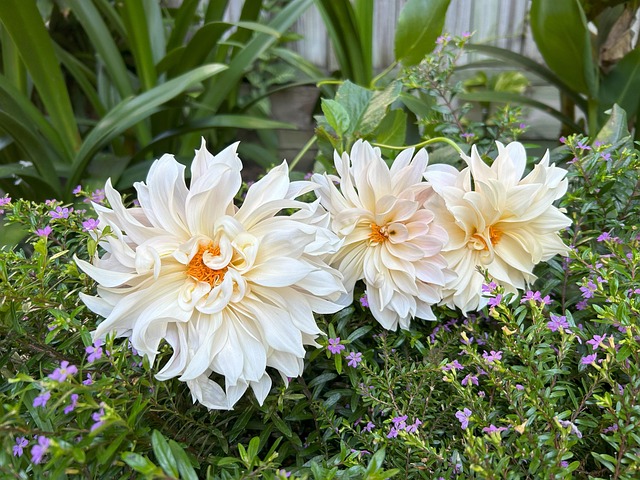 Bunga Dahlia Bloom - Foto gratis di Pixabay