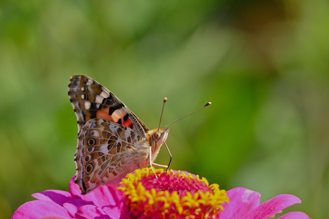 Butterfly Insect Flower Vanessa - Free photo on Pixabay - Pixabay