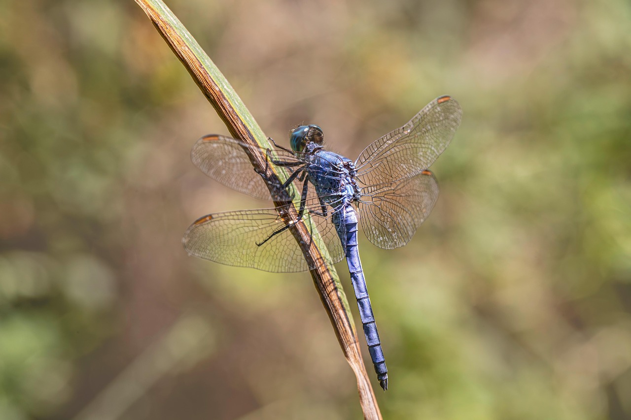 Keeled Skimmer Dragonfly Insect - Free photo on Pixabay - Pixabay
