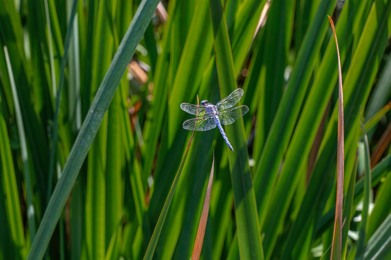 Keeled Skimmer Dragonfly Insect - Free photo on Pixabay - Pixabay