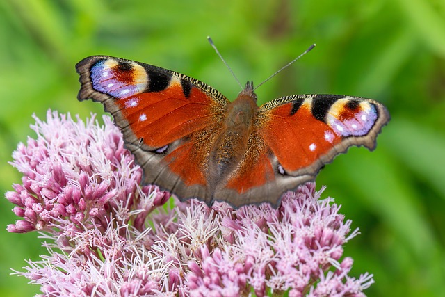 European Peacock Butterfly Insect - Free photo on Pixabay
