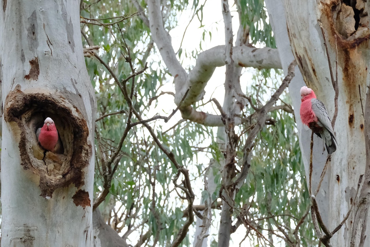 Galah Bird Wildlife - Free photo on Pixabay