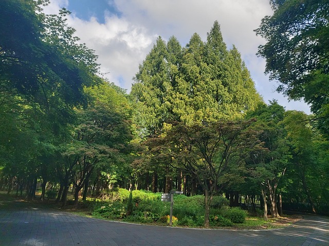 Forêt Citoyenne De Yangjae Corée - Photo gratuite sur Pixabay - Pixabay