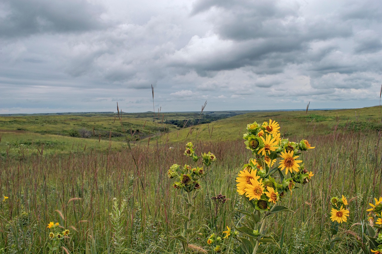 Prairie Tournesols Kansas - Photo gratuite sur Pixabay