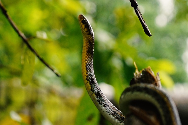 Snake Animal Reptile - Free photo on Pixabay