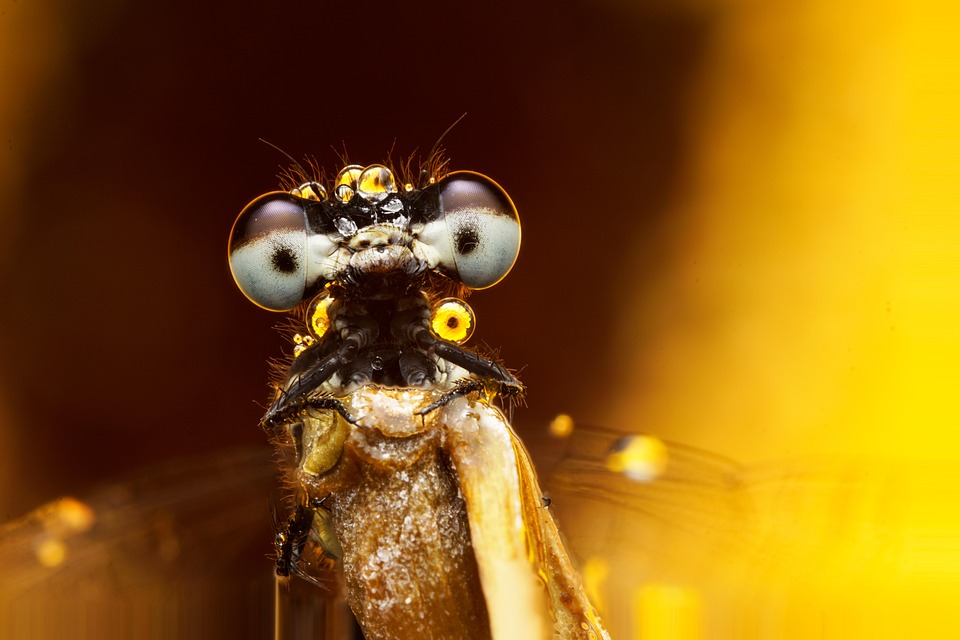 Dragonfly Insect Flower - Free photo on Pixabay - Pixabay
