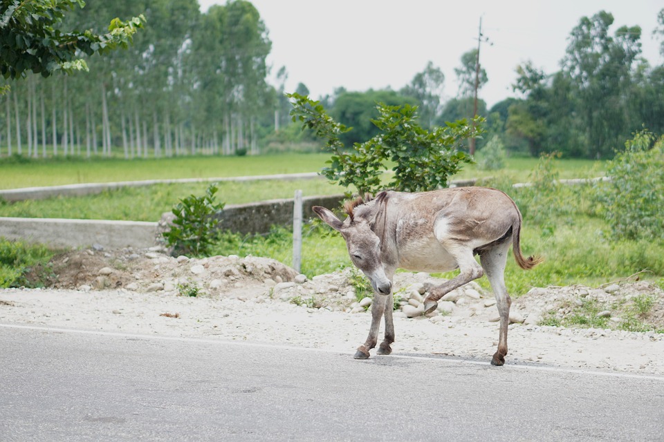 Donkey Animal Wildlife - Free photo on Pixabay