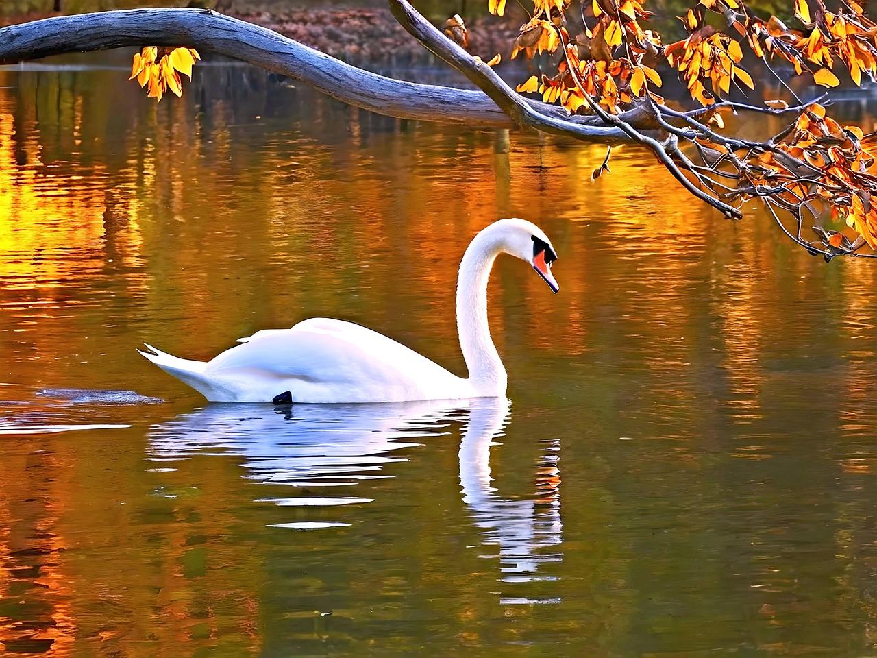 Download Swans, Birds, Lake. Royalty-Free Stock Illustration Image ...
