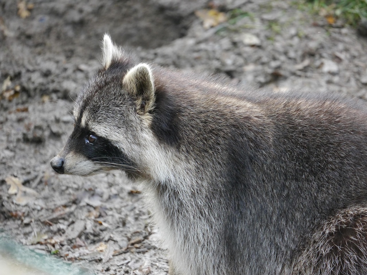 Raccoon Animal Mammal - Free photo on Pixabay