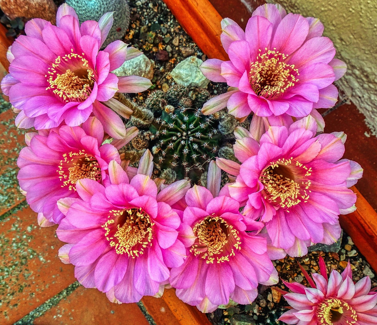Cactus Planta Botánica - Foto gratis en Pixabay