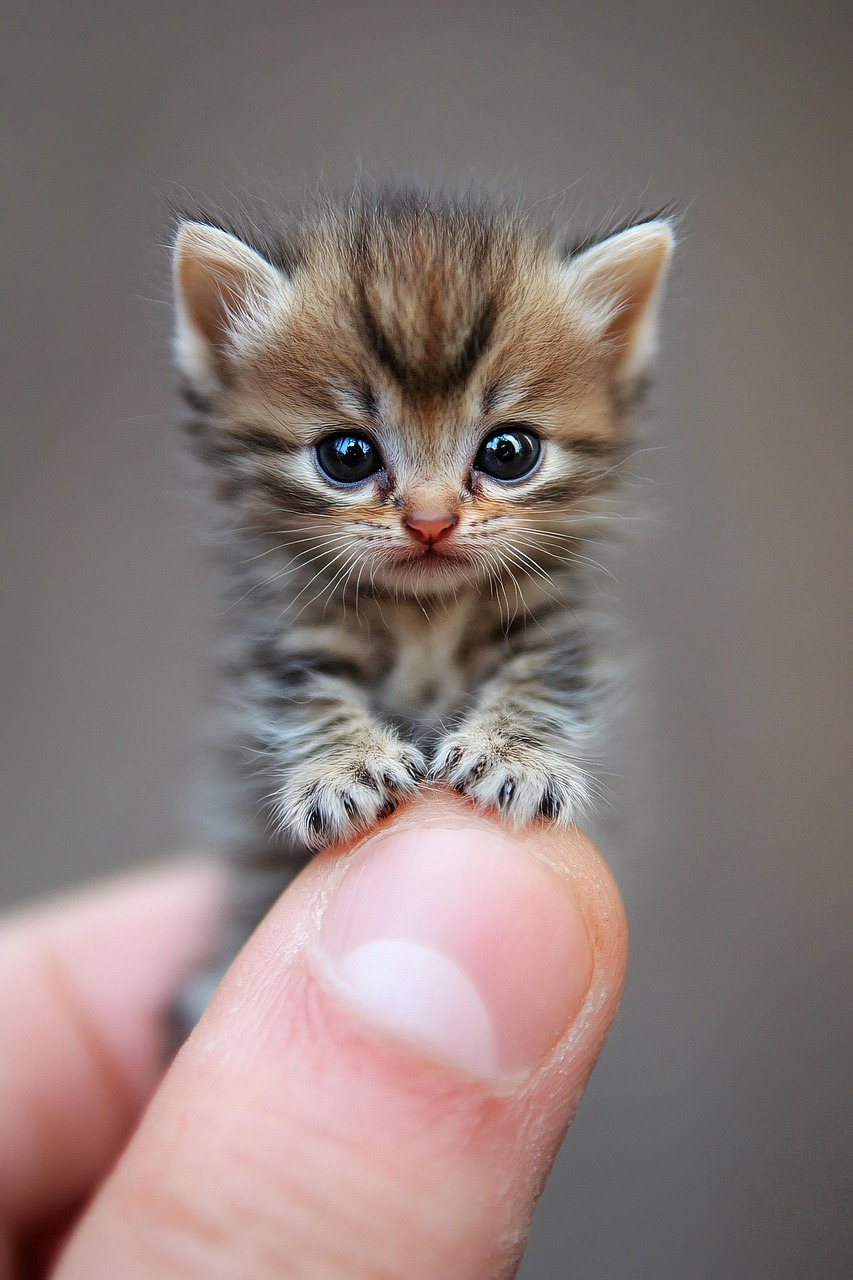 Download Ai Generated Tiny Kitten. Royalty Free Stock Illustration Image Pixabay