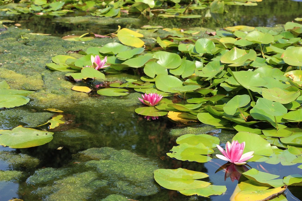 Nenuphar Teratai Bunga - Foto gratis di Pixabay