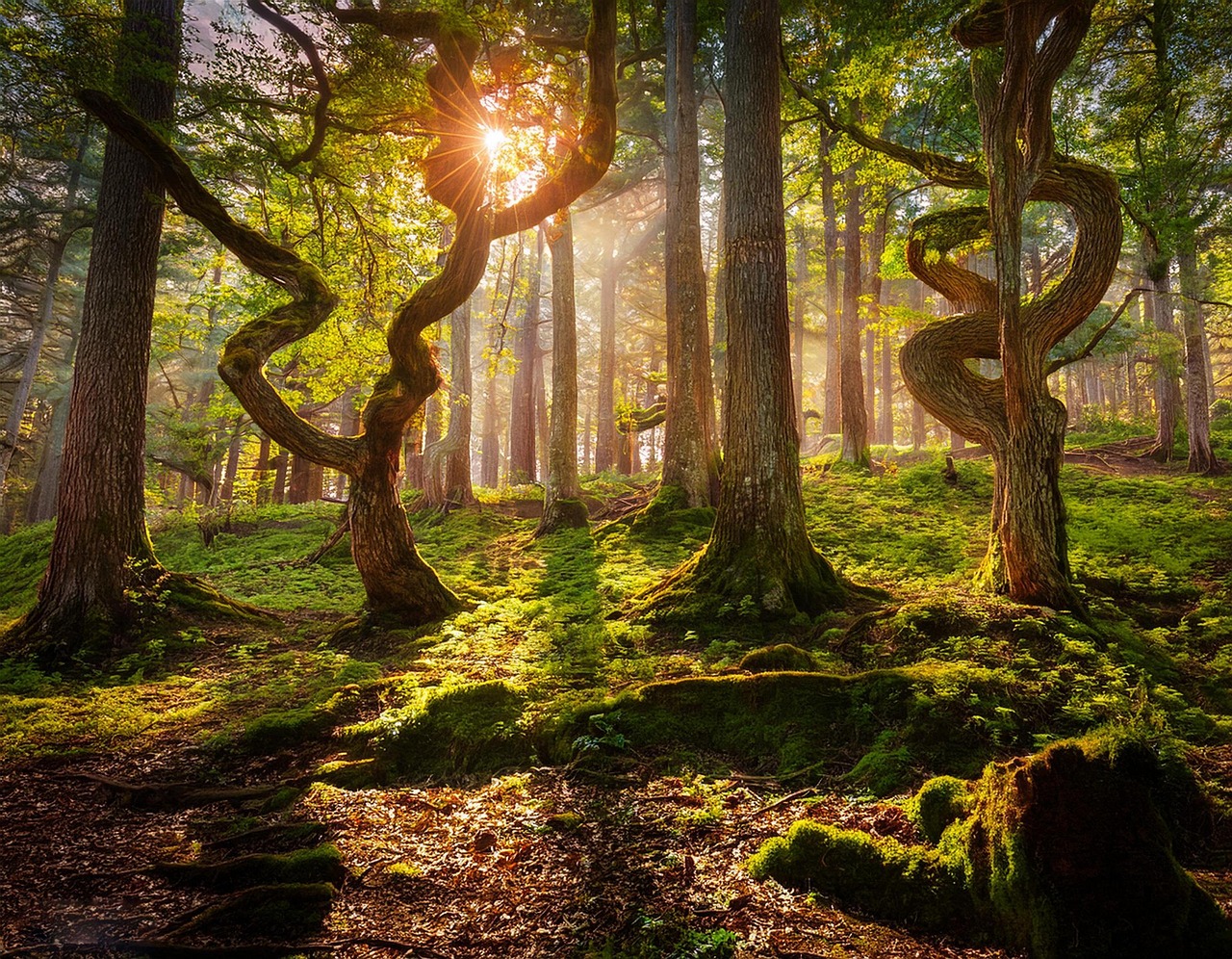 Imagine A Lush Enchanted Forest - Free photo on Pixabay