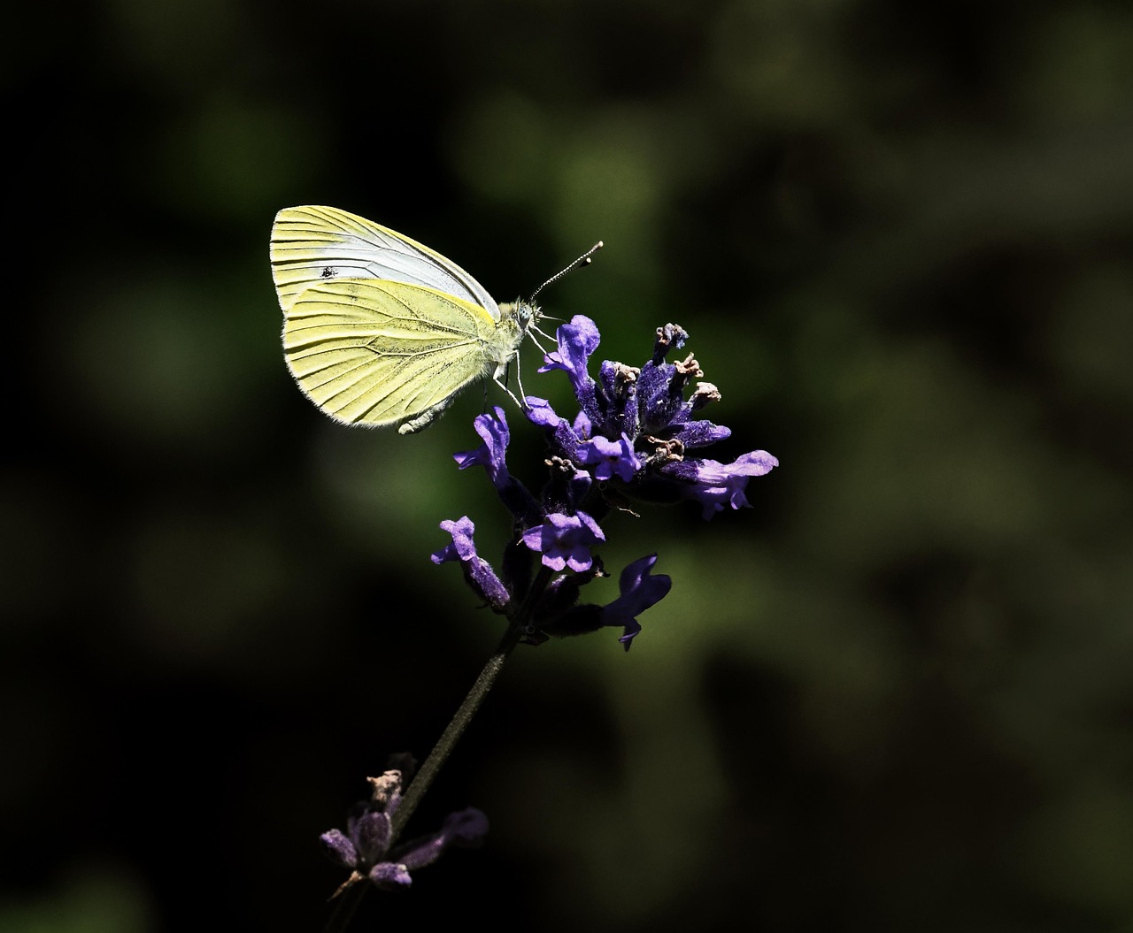 Butterfly Insect Flower - Free photo on Pixabay - Pixabay