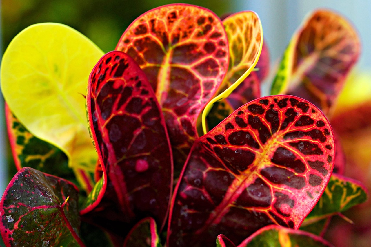 Croton Leaves Plant - Free photo on Pixabay - Pixabay