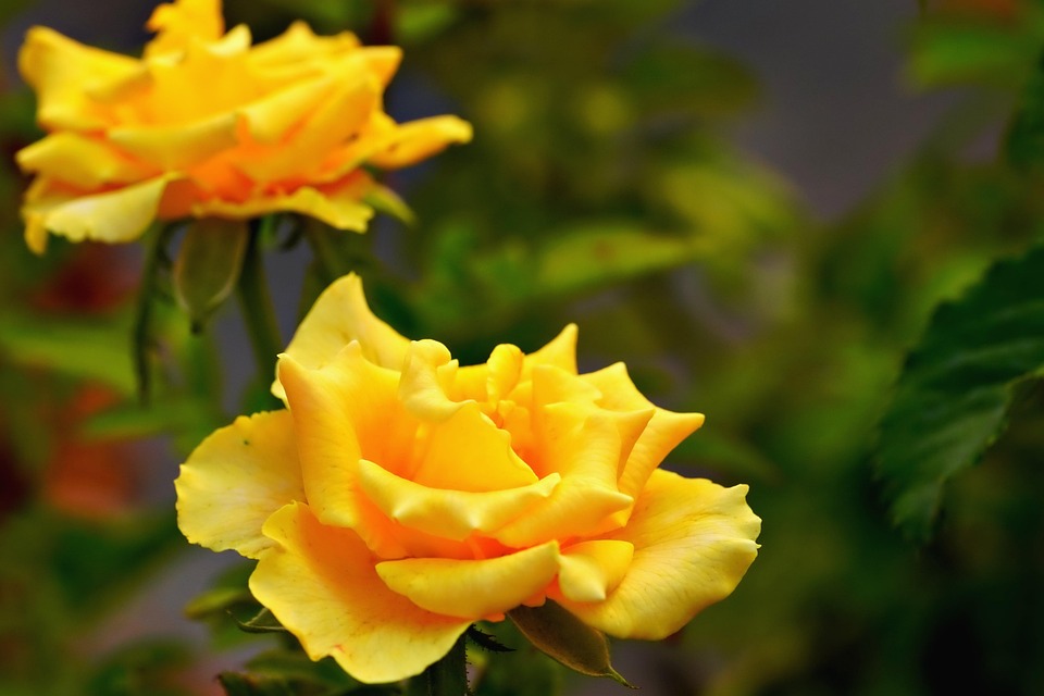 Yellow Flower Bloom Petals - Free photo on Pixabay - Pixabay