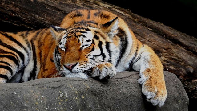 Tiger Sova Trötta - Gratis foto på Pixabay