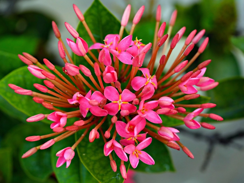 Flower Asoca Flora - Free photo on Pixabay - Pixabay
