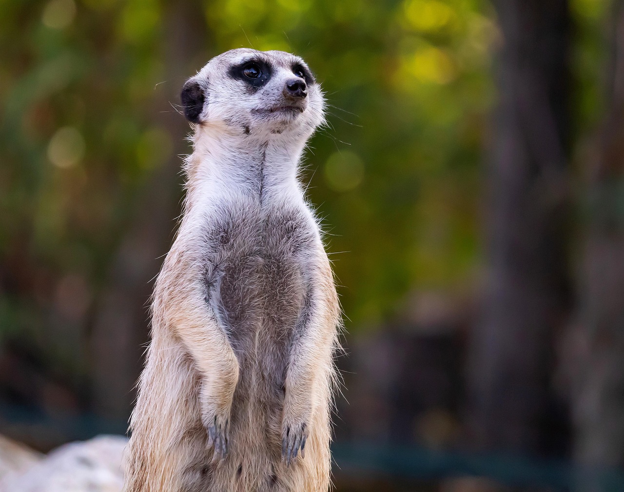 Suricata Animal Mamífero Fauna - Foto gratis en Pixabay