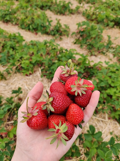 Strawberry Picking Fruit - Free photo on Pixabay