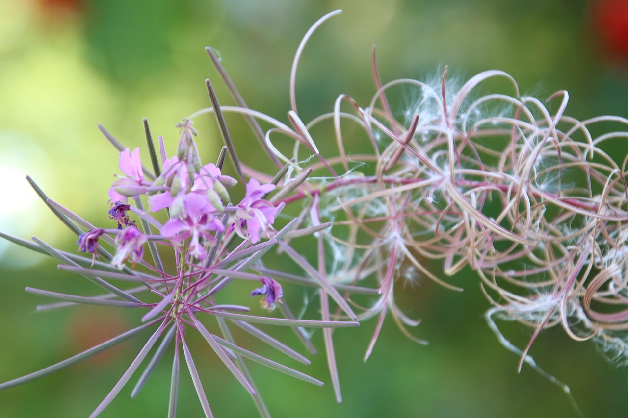 Flor De Aranha Flora - Foto gratuita no Pixabay