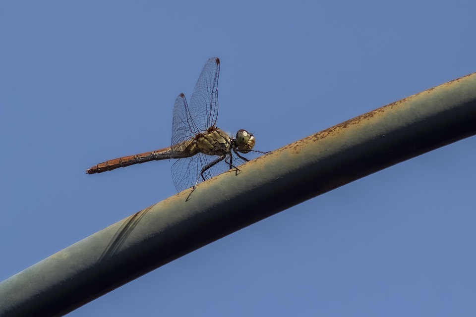 Insect Dragonfly Wings Close - Free photo on Pixabay - Pixabay
