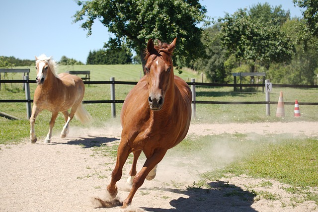 Horse Animal Gallop - Free photo on Pixabay