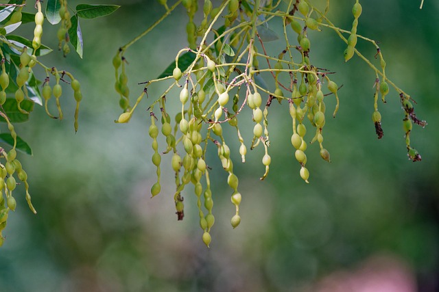 Japanese Pagoda Tree Styphnolobium - Free photo on Pixabay - Pixabay