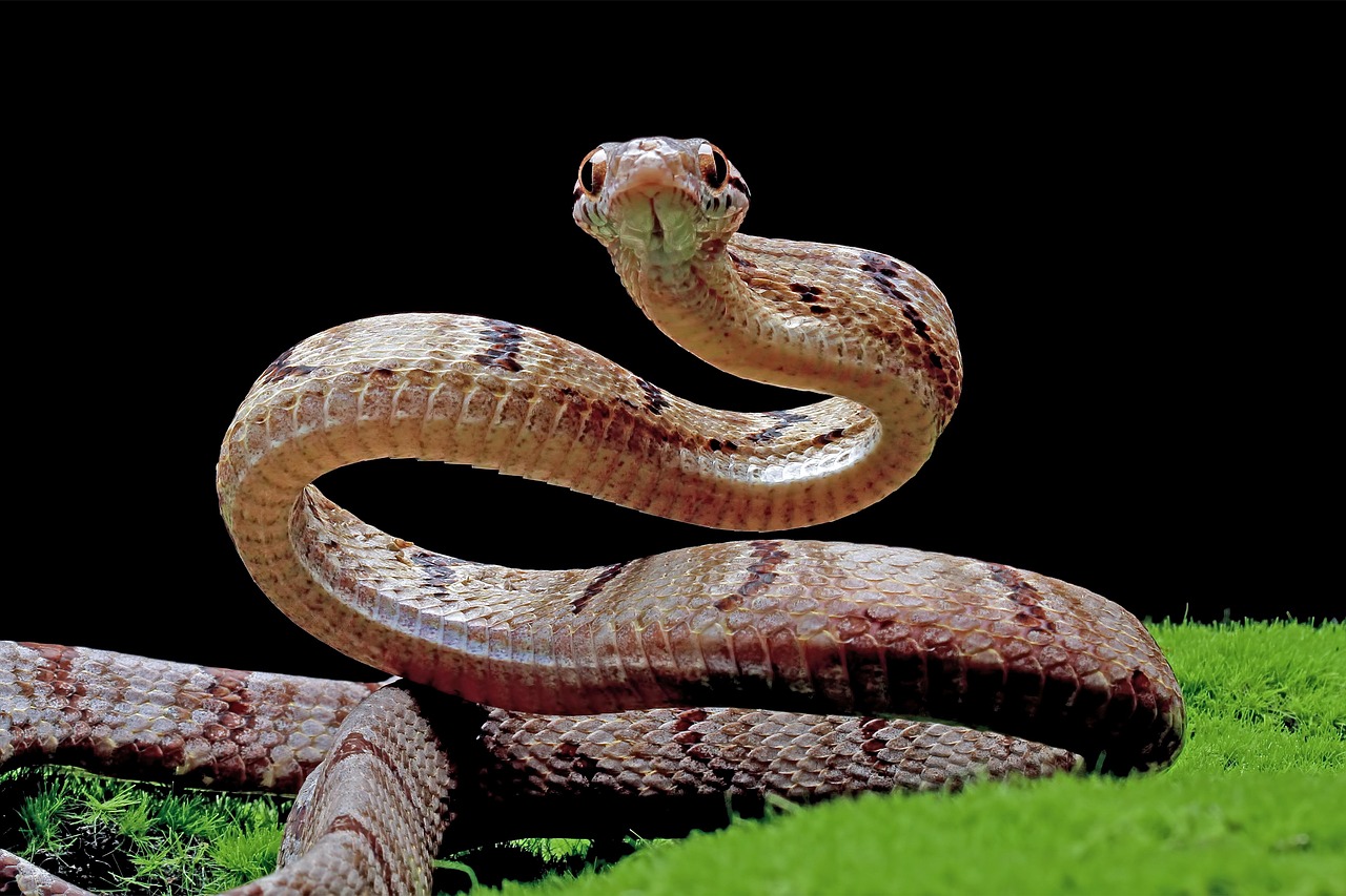Snake Viper Reptile - Free photo on Pixabay - Pixabay