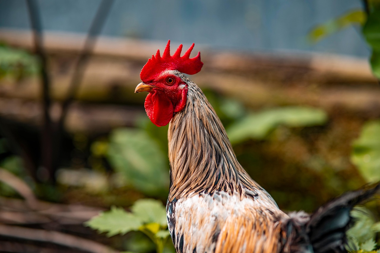 Coq Poulet Animal La - Photo gratuite sur Pixabay