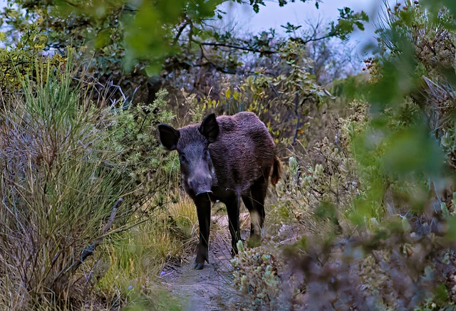 Wildschwein Boar Nature - Free photo on Pixabay - Pixabay