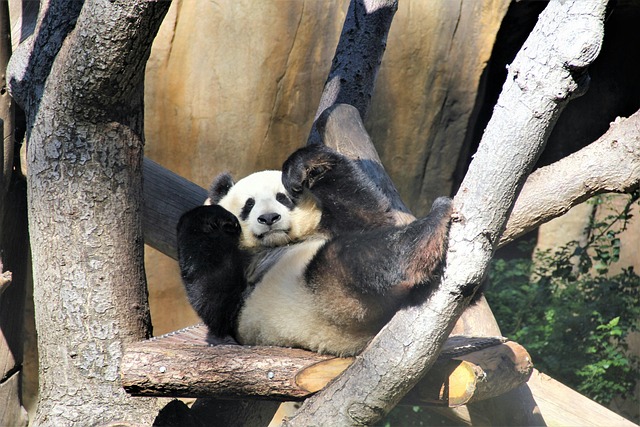 Panda Mammal Animal - Free photo on Pixabay
