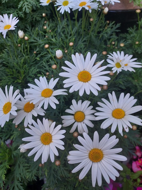 Fleur Blanc Naturel - Photo gratuite sur Pixabay