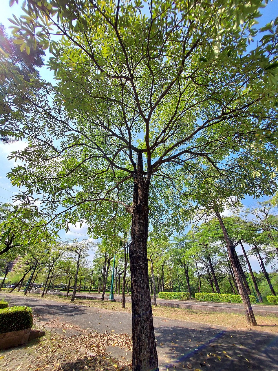 Tree Fate Parking - Free photo on Pixabay