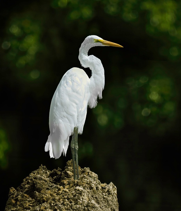 Aigrette Oiseau Animal - Photo gratuite sur Pixabay - Pixabay