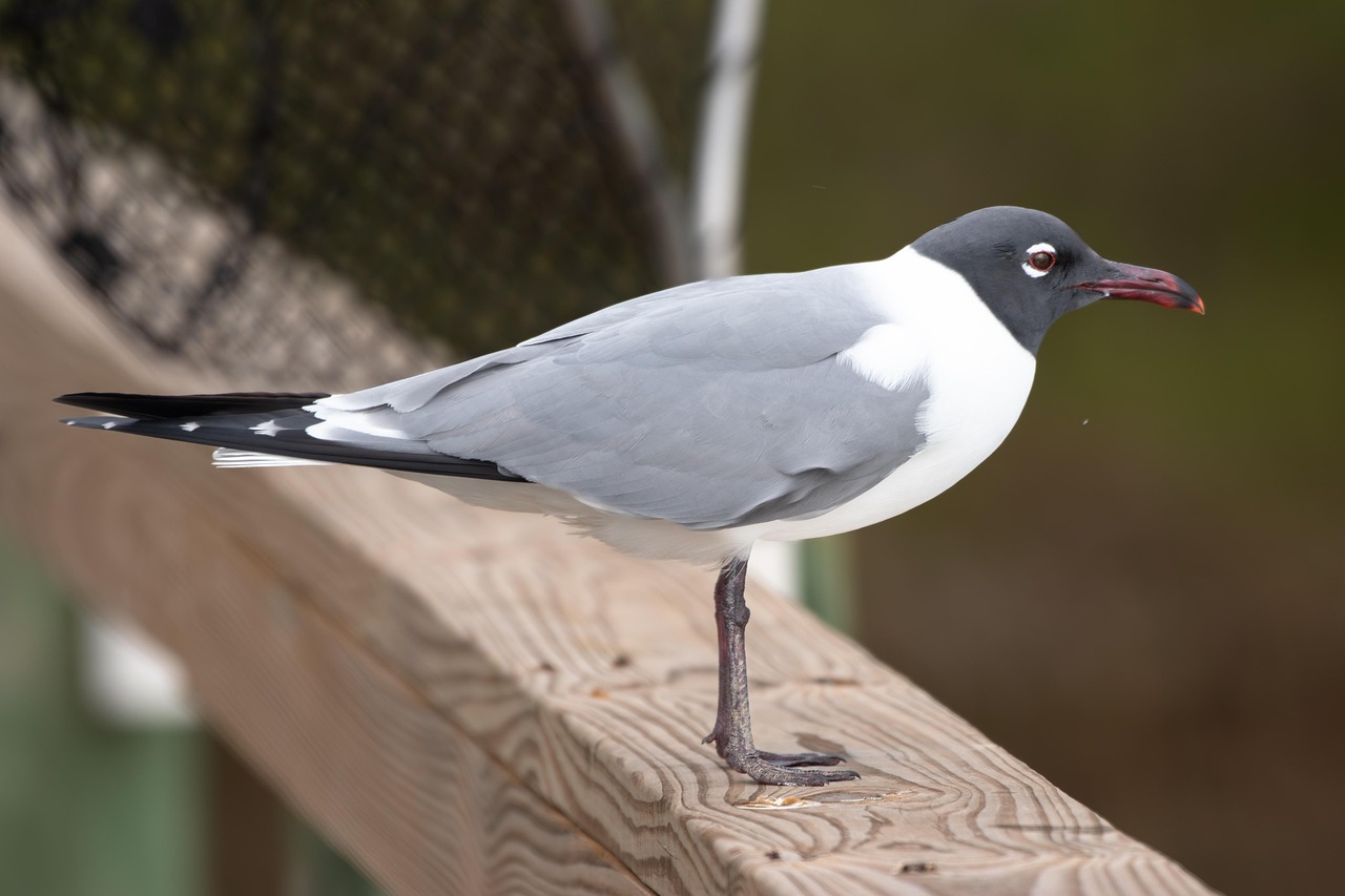 Gull Seagull Bird - Free photo on Pixabay - Pixabay