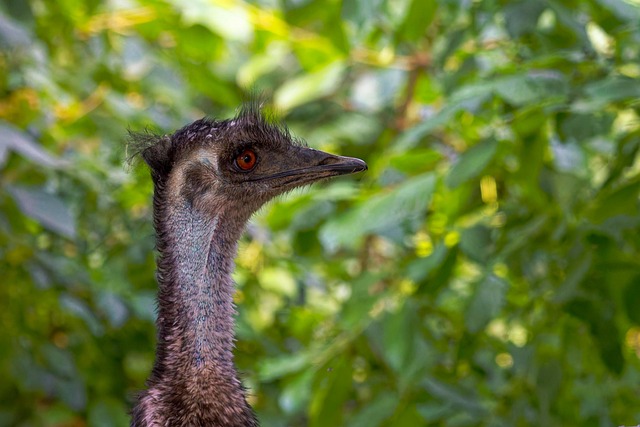 Bird Emu Head - Free photo on Pixabay - Pixabay