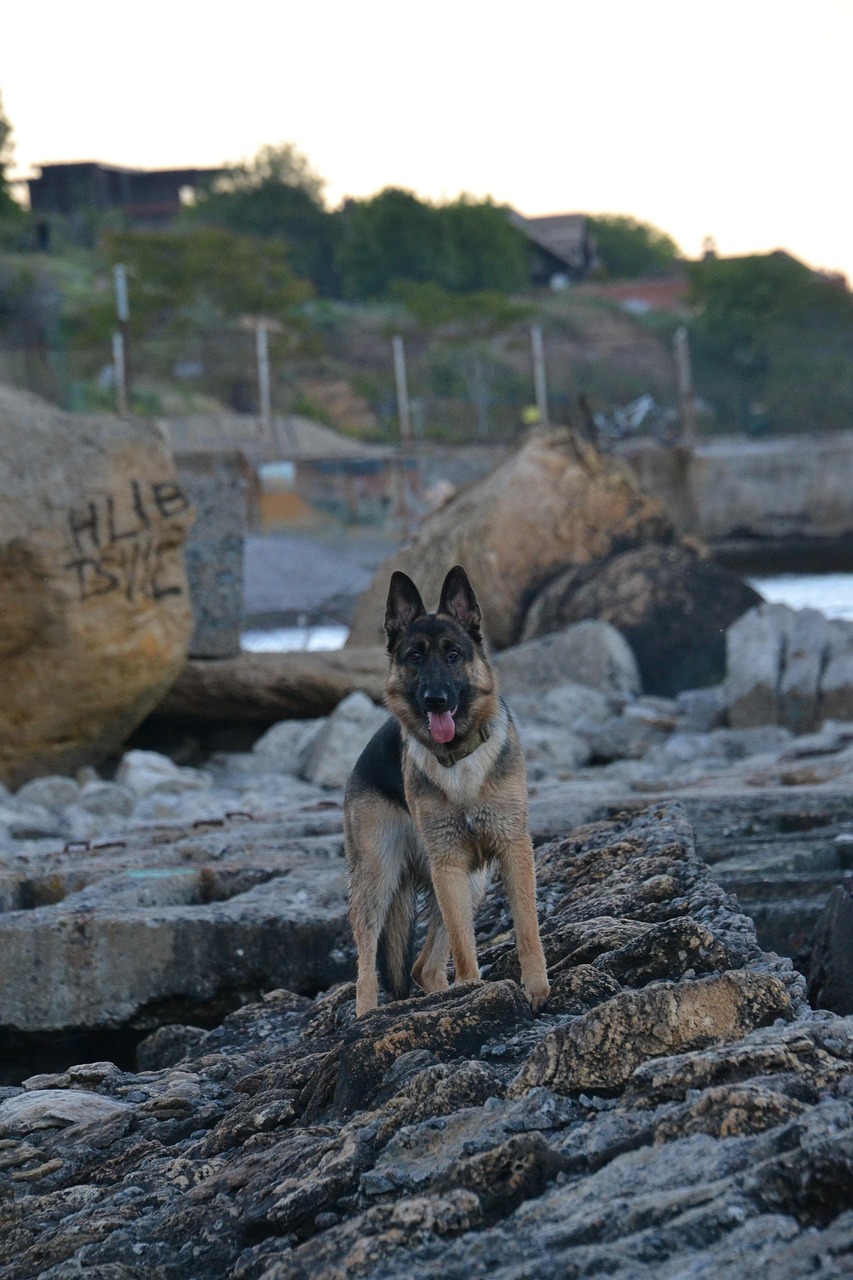 Animal Pastor Alemão - Foto gratuita no Pixabay - Pixabay