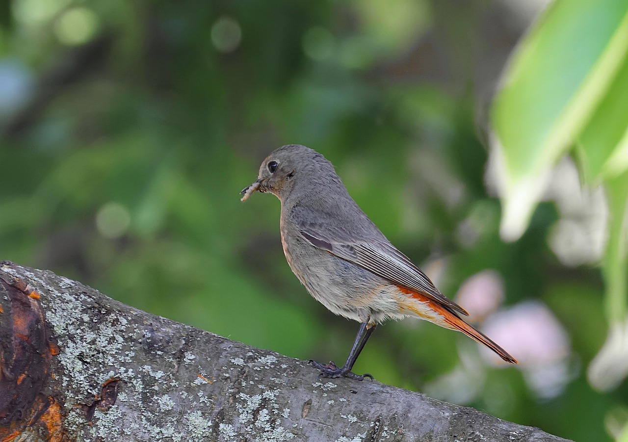 Bird Rehek Gardens - Free photo on Pixabay - Pixabay