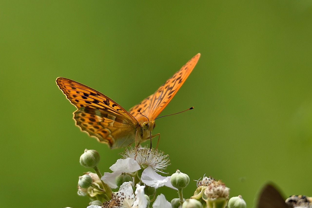 Mariposa Insecto Alas - Foto gratis en Pixabay - Pixabay