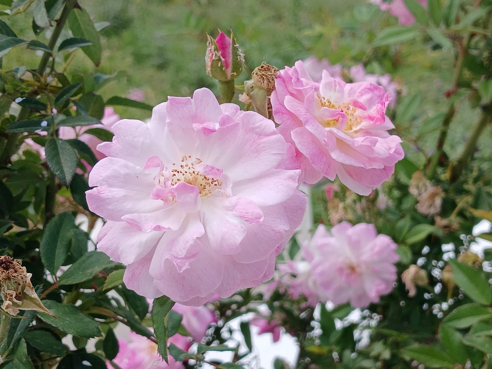 Pink Bunga Mekar - Foto gratis di Pixabay