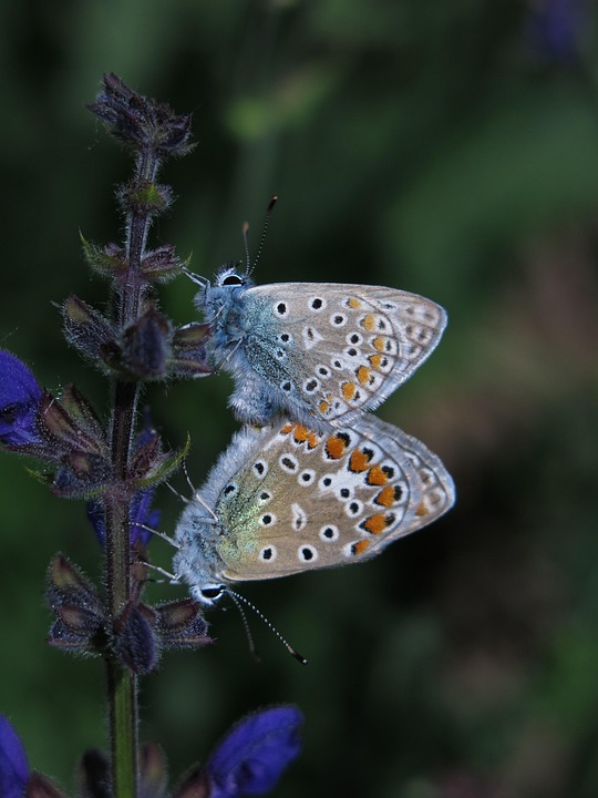 Common Blue Butterflies Insects - Free photo on Pixabay - Pixabay