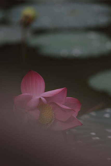 Roter Lotus - Kostenloses Foto auf Pixabay