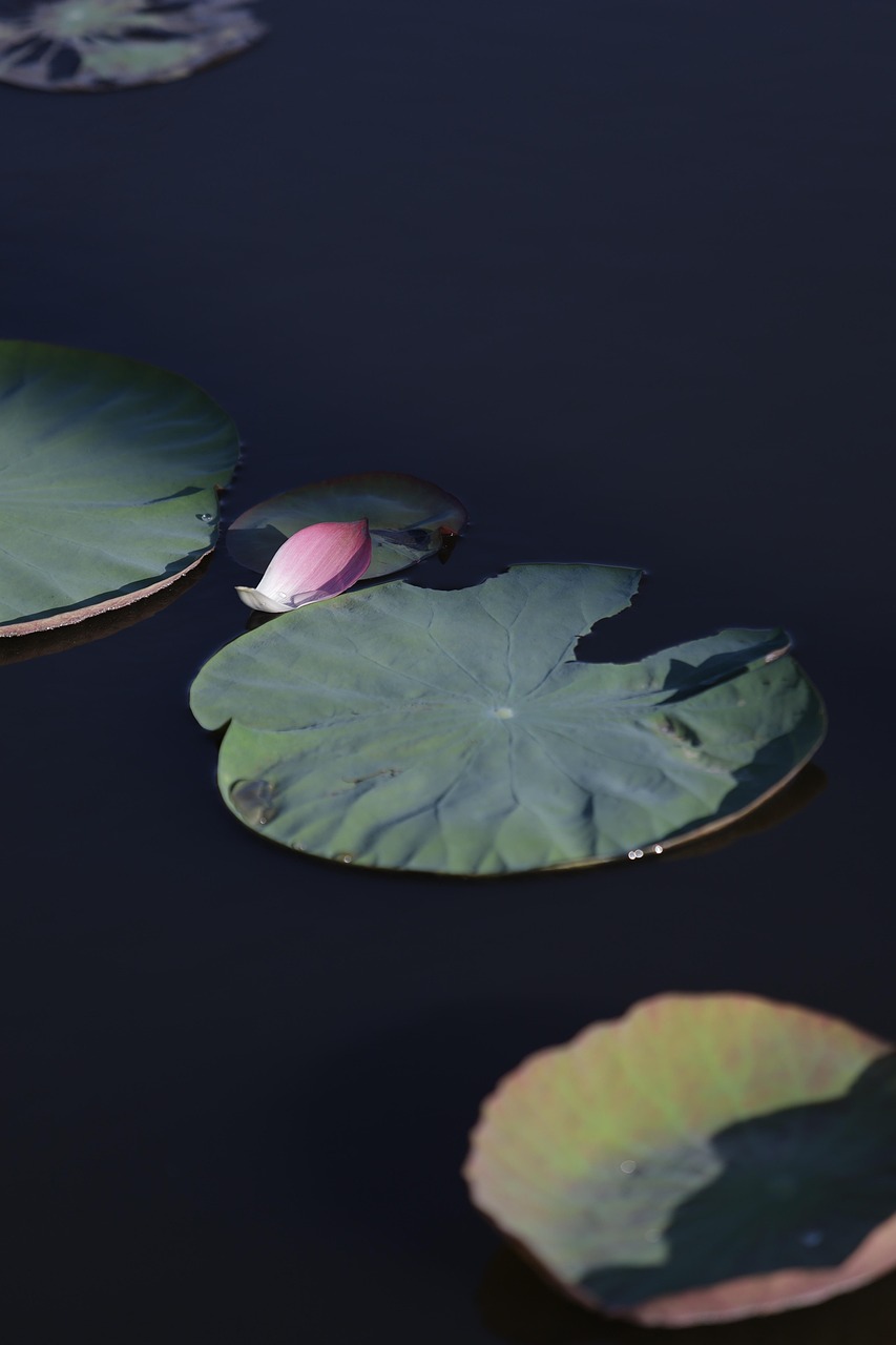 Lotus Feuille De - Photo gratuite sur Pixabay