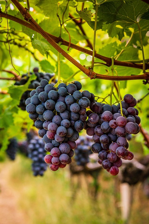 Purple Grapes Grapevine - Free photo on Pixabay - Pixabay