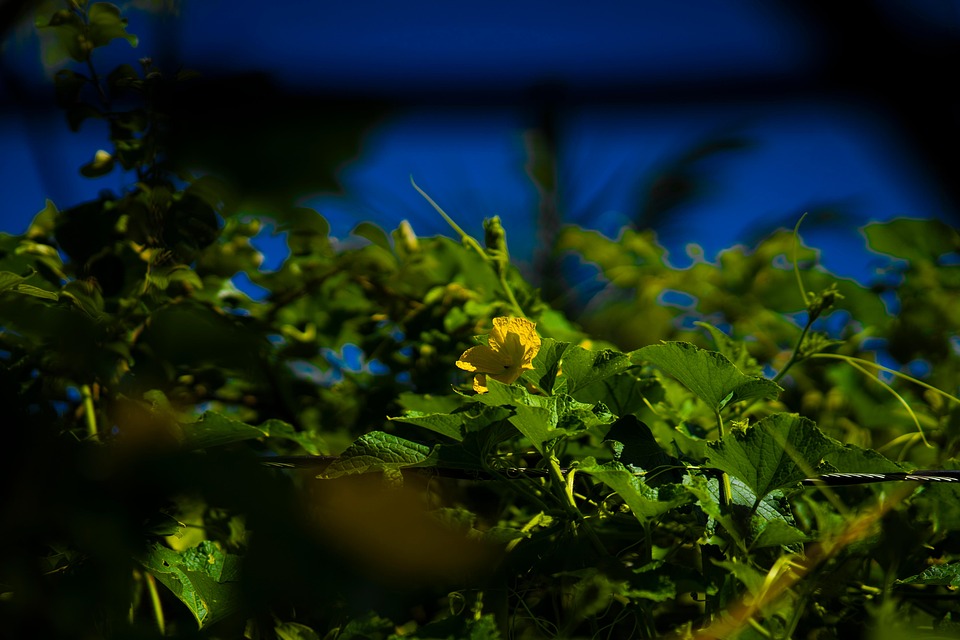 Nature Flowers Flwer - Free photo on Pixabay