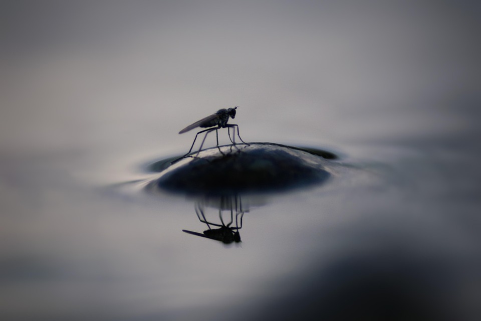 Mosquito Insecto Naturaleza - Foto gratis en Pixabay - Pixabay